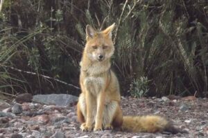 Lobo de Páramo – osoandino.org