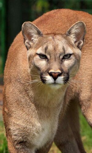 Puma – osoandino.org