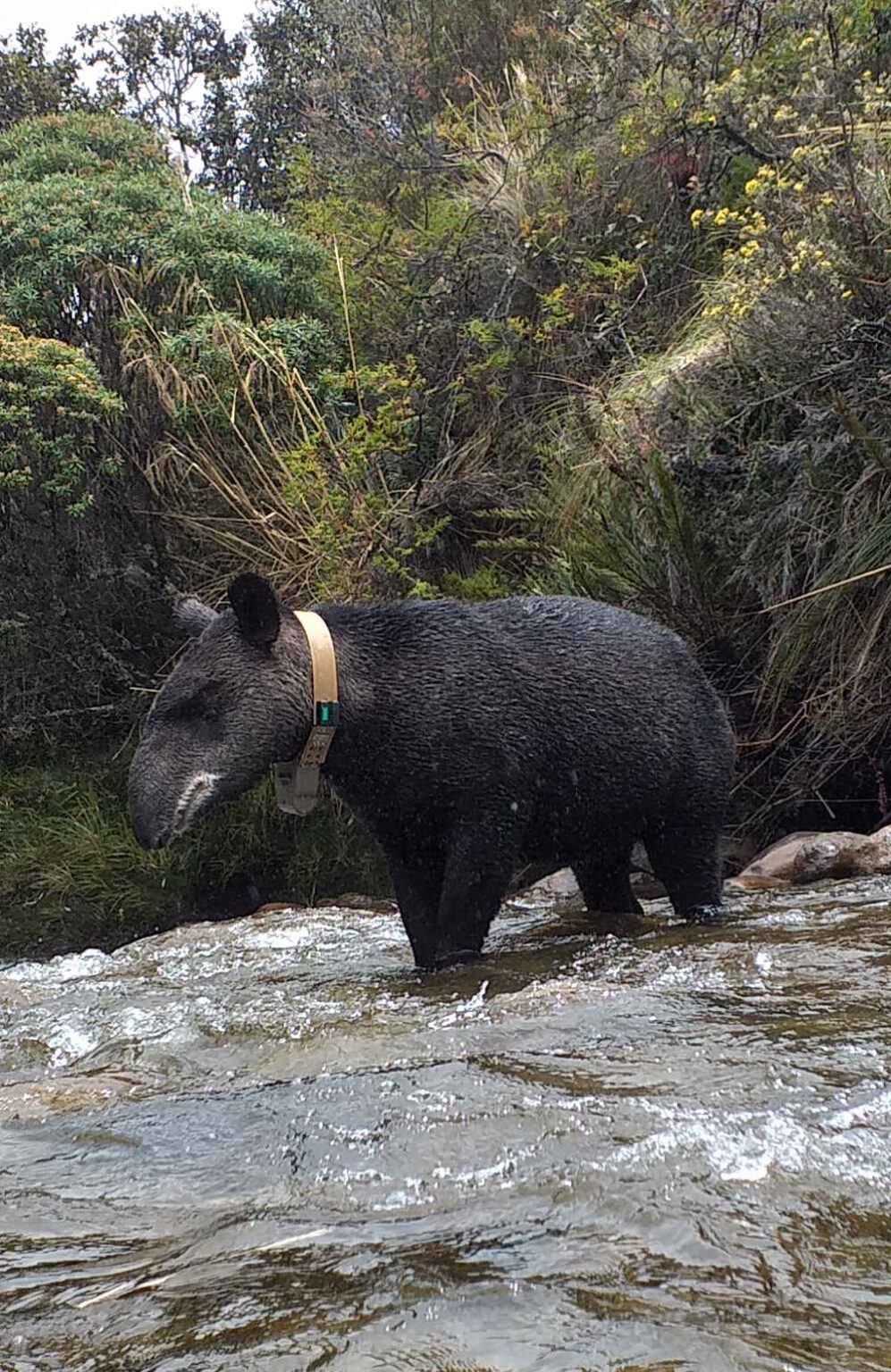 Tapir Andino – osoandino.org